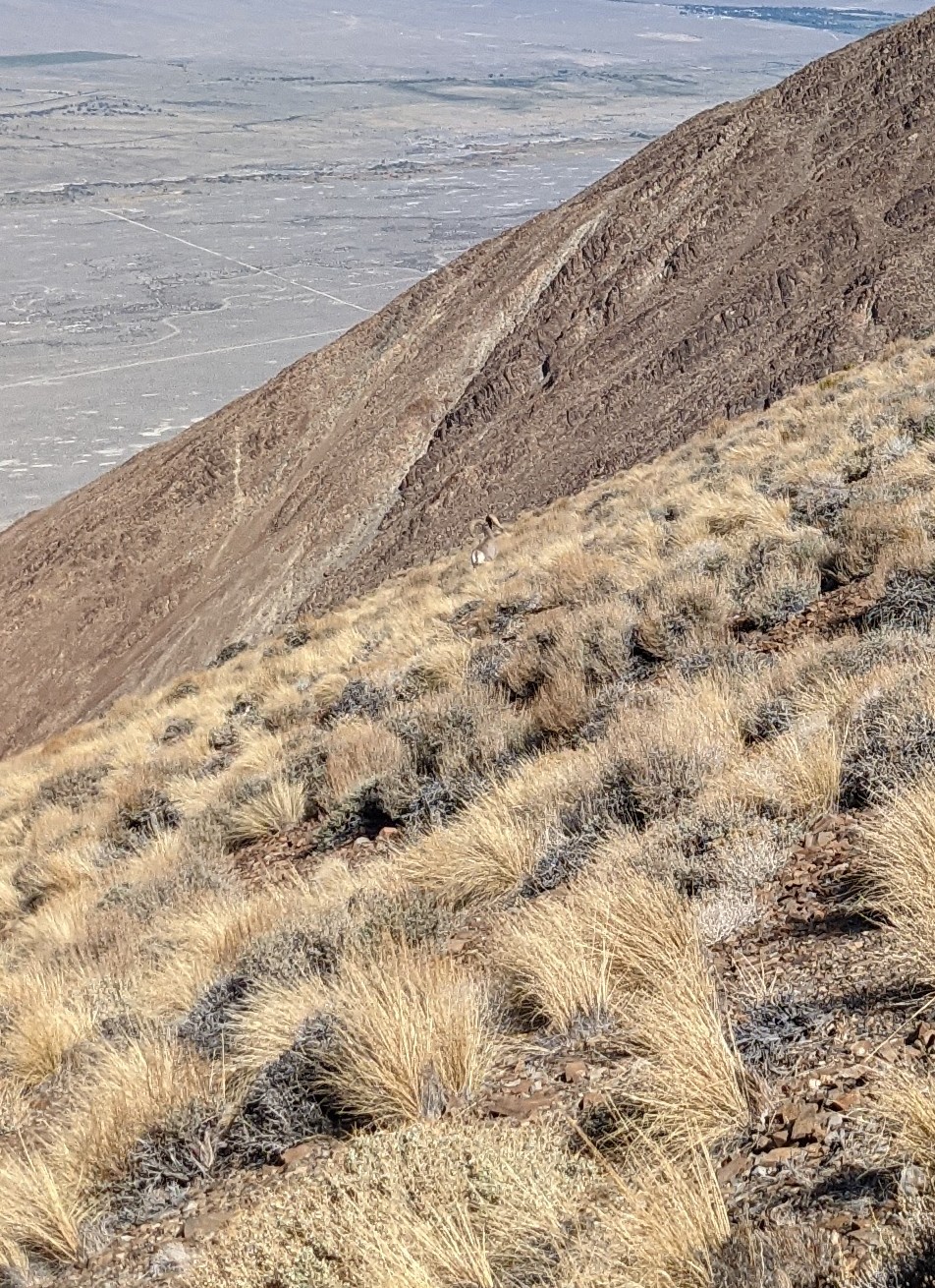 Mount Inyo and 10,000-foot Peaks in the White Mountains – Hiker's Blog