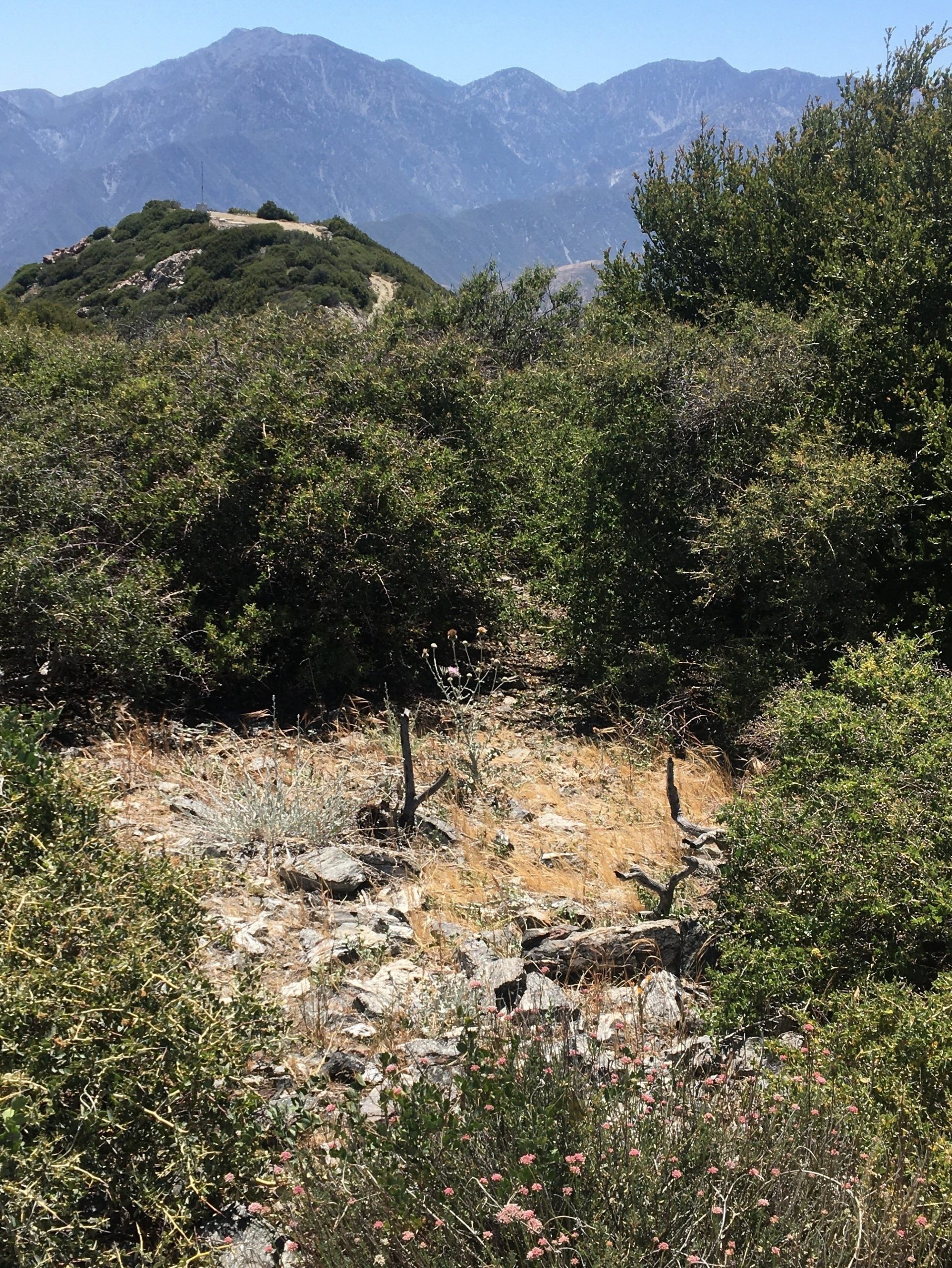 Cleghorn and Cajon Mountains June 2021 – Hiker's Blog